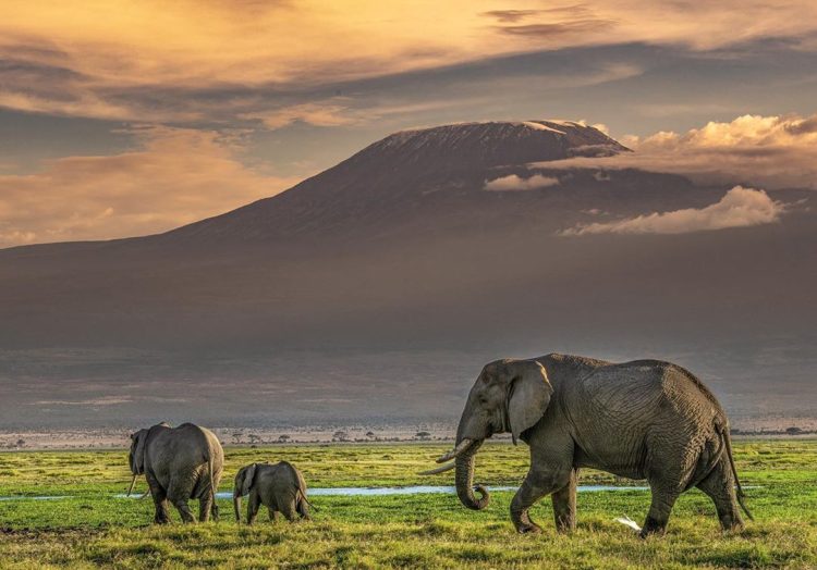The African Big 5 Wildlife Animals Species - Discover Africa Blog