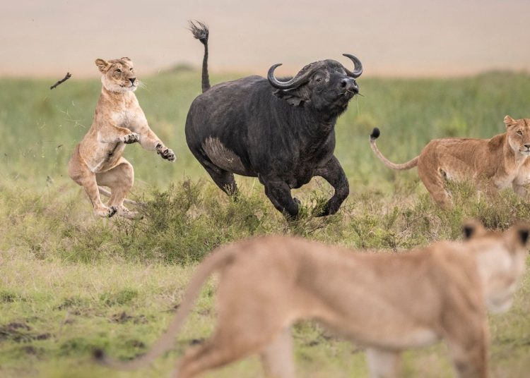 The African Big 5 Wildlife Animals Species - Discover Africa Blog