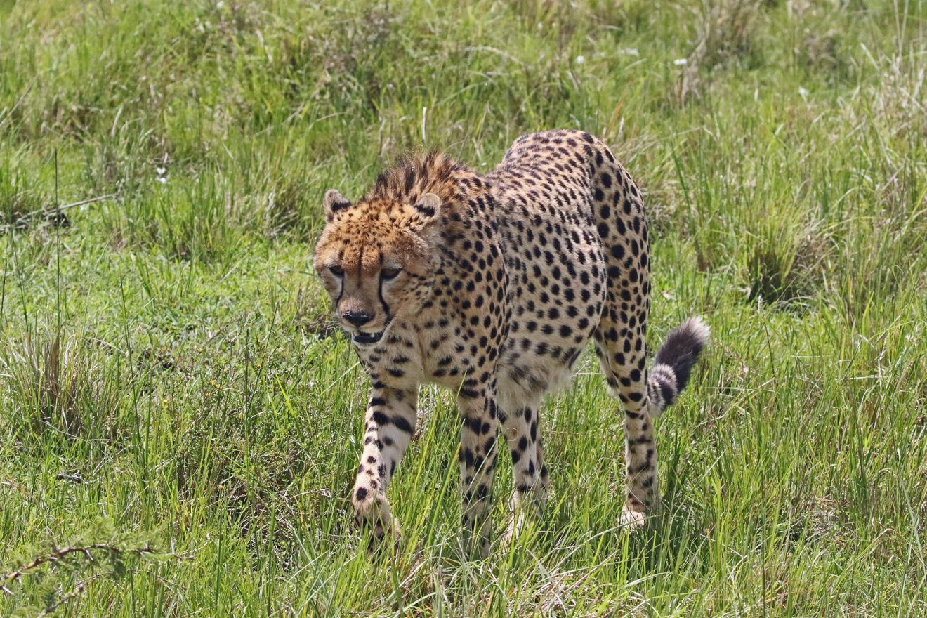 10 Interesting Facts about African Cheetahs. - Discover Africa Blog