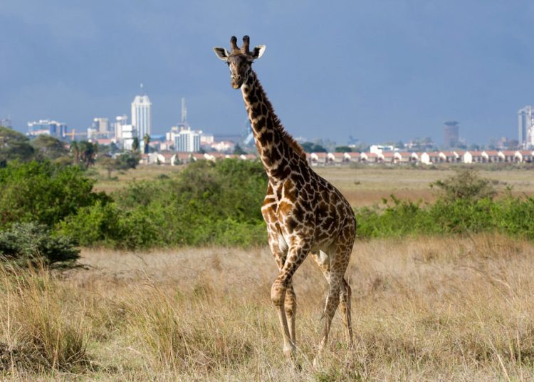 Top 5 interesting Facts about Nairobi - Discover Africa Blog