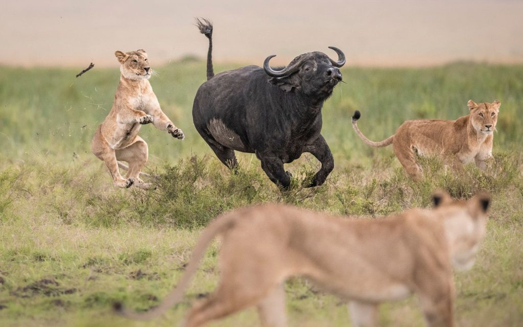 The African Big 5 Wildlife Animals Species - Discover Africa Blog