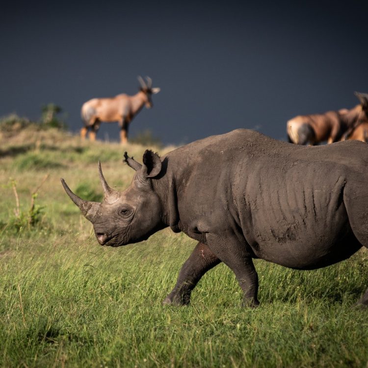 The African Big 5 Wildlife Animals Species - Discover Africa Blog
