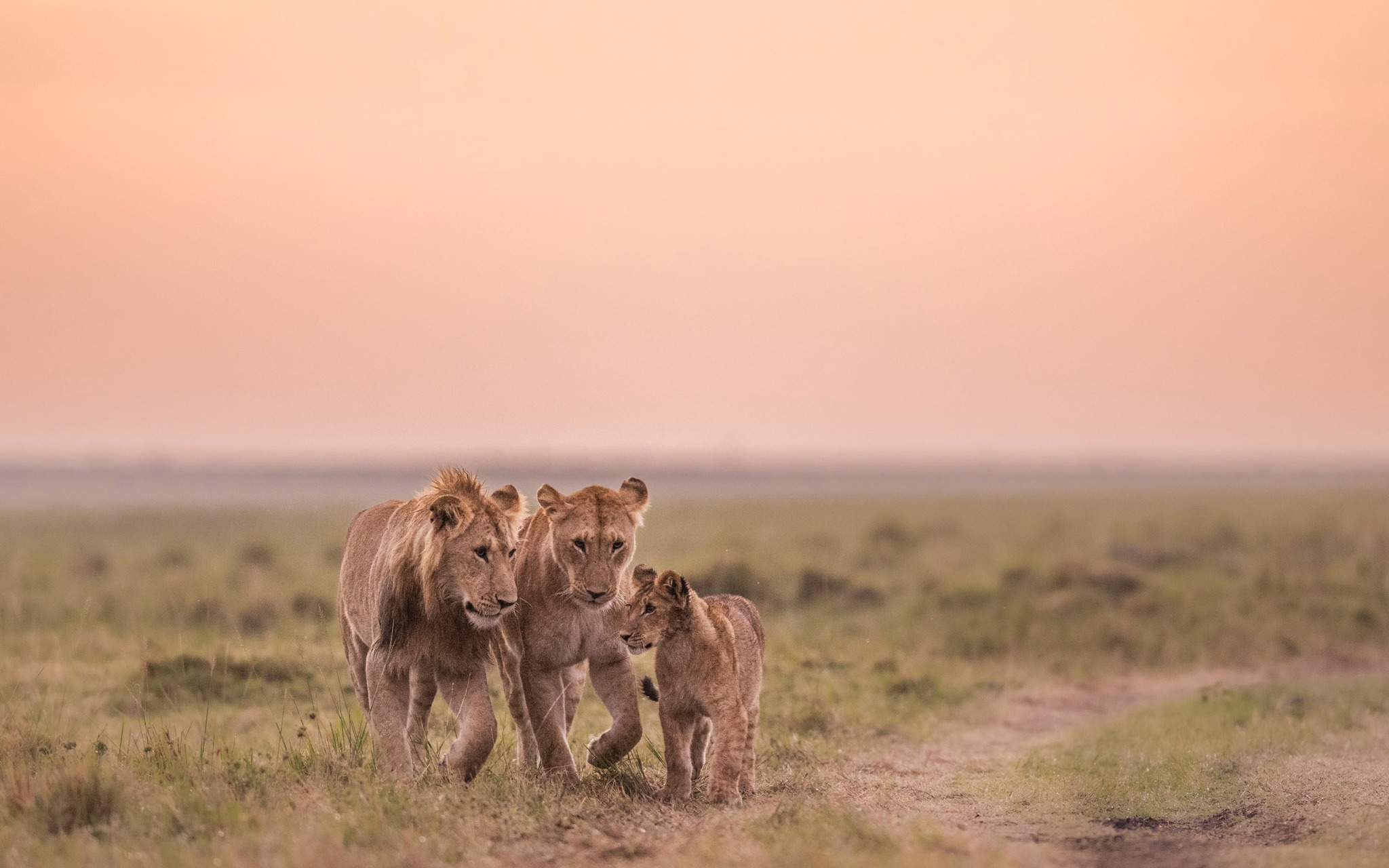 10 top interesting facts about African lions