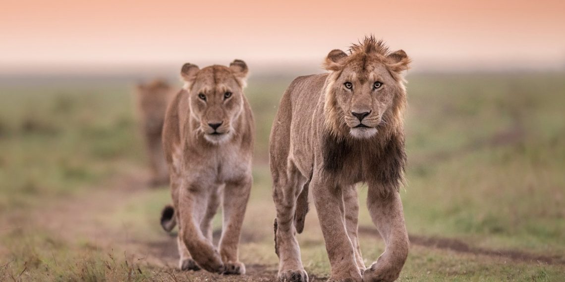10 top interesting facts about African lions
