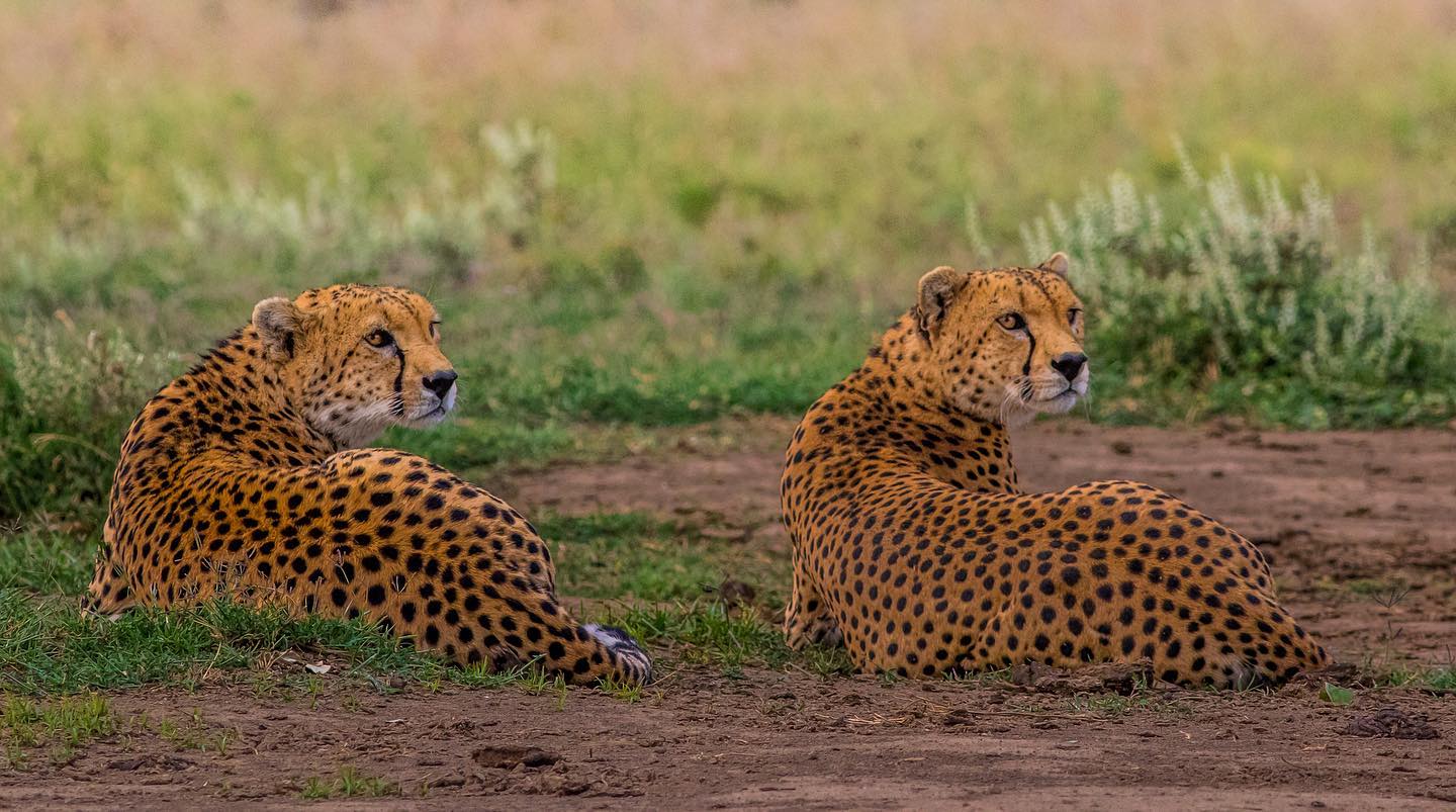 Photographers Captured Five Cheetah Coalition Crossing Talek River ...