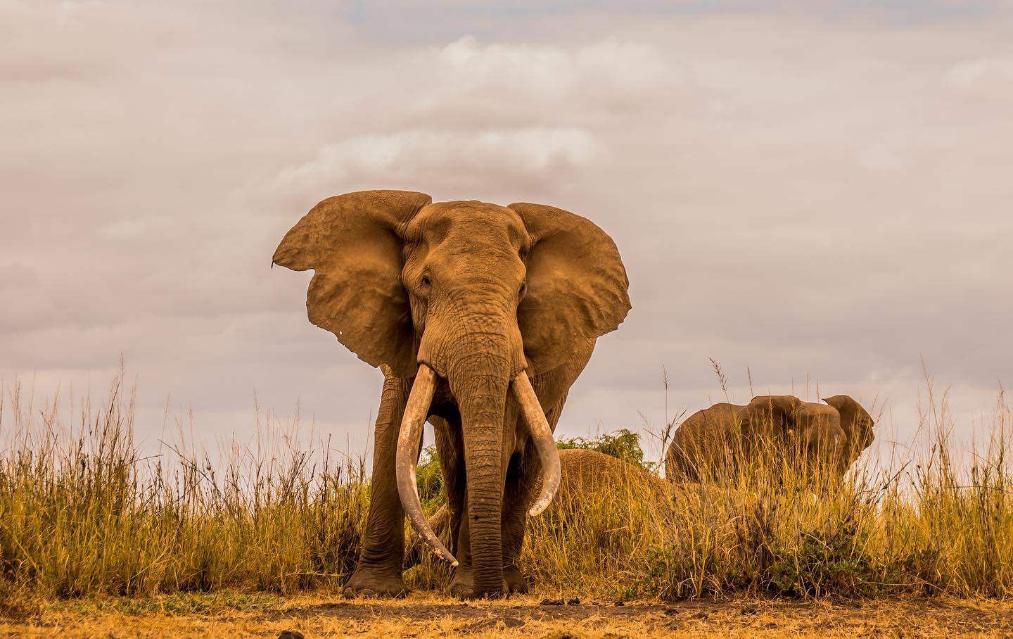 5 Best Places to Spot Elephants in East Africa - Discover Africa Blog