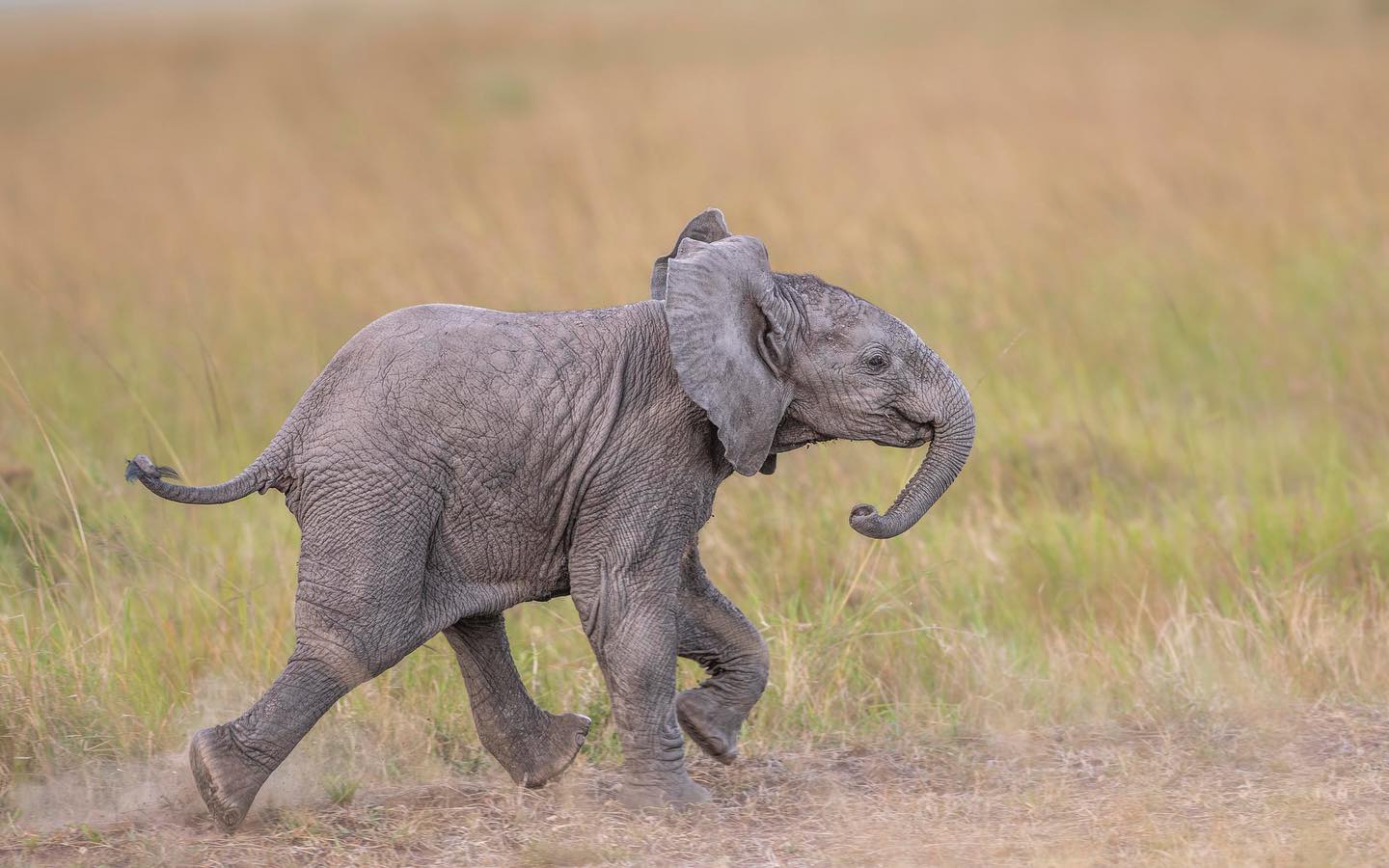 5 Best Places to Spot Elephants in East Africa - Discover Africa Blog