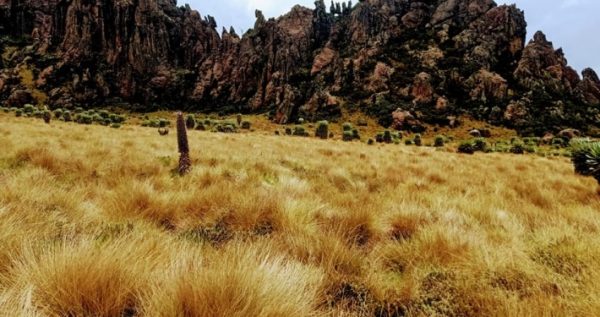 10 Best Forests in Kenya - National Forests in Kenya