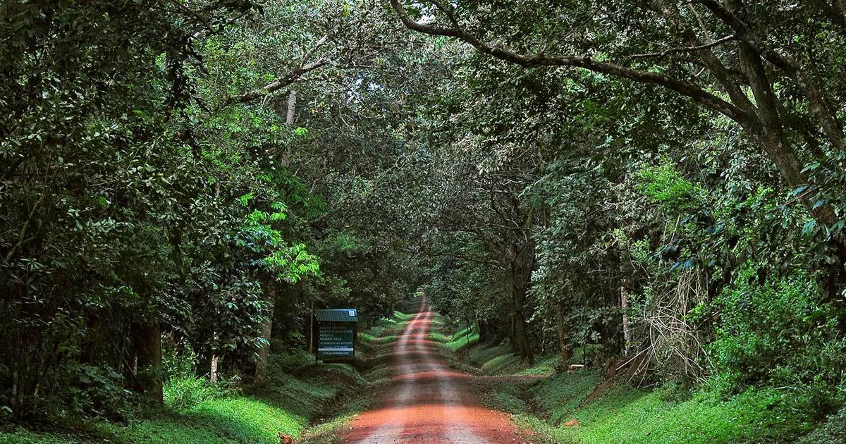 10 Best Forests in Kenya - National Forests in Kenya