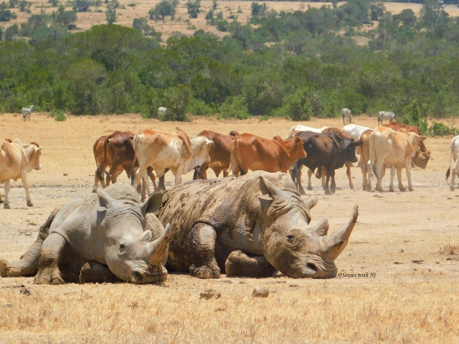Ol Pejeta Conservancy Safari Experience - Best Safari in Olpejeta