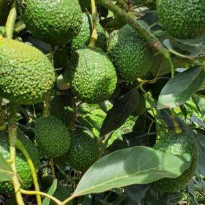 Agritourism in Kenya: Exploring Vineyards to Ranches - Discover Africa Blog
