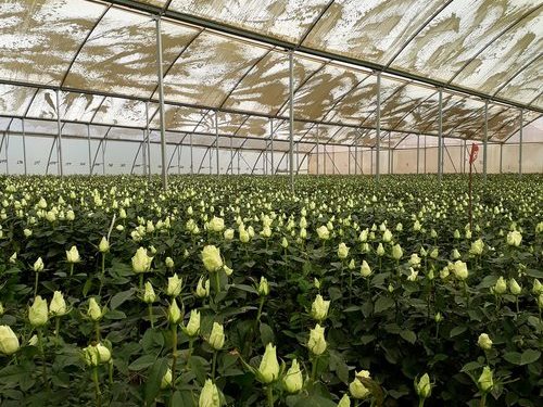 Agritourism in Kenya: Exploring Vineyards to Ranches - Discover Africa Blog