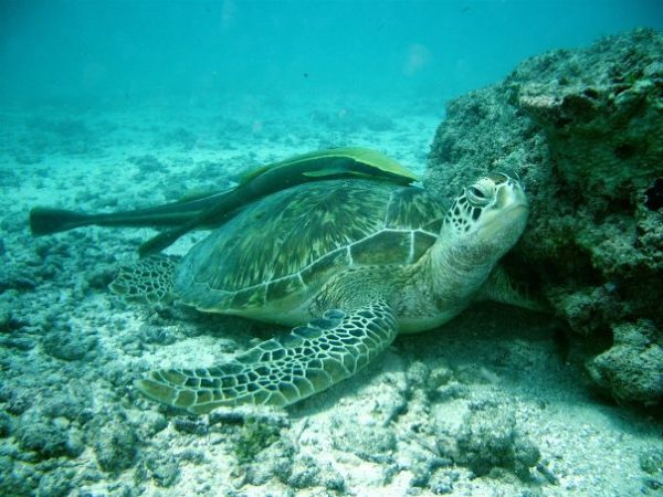 Scuba Diving in Kenya - Discover Africa Blog