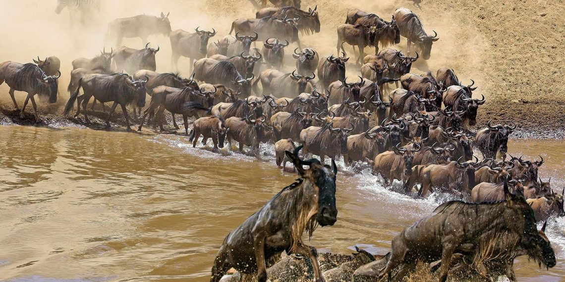 The Great Wildebeest Migration: Best Nature's Epic Odyssey 2024