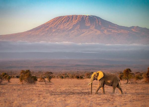 22 Famous Best African Safari Quotes - African Safari Inspirational ...