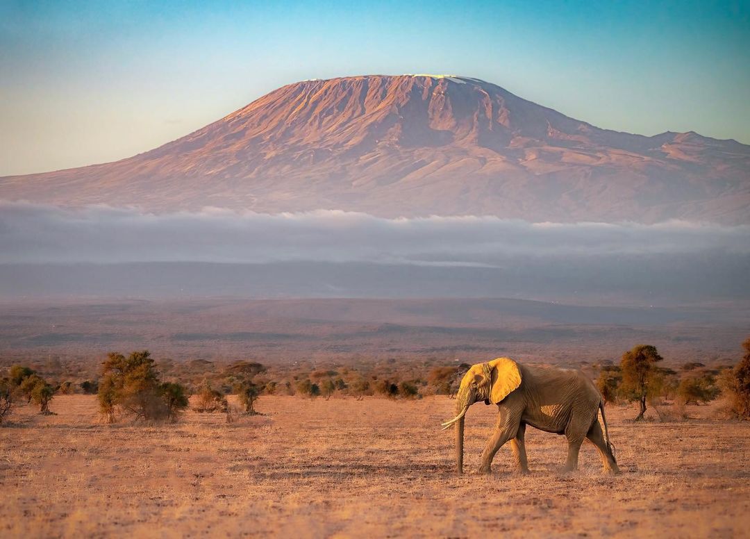 22 Famous Best African Safari Quotes - African Safari Inspirational ...